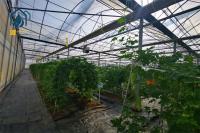 China Diffused Light Polyethylene Film Multi Span Greenhouse with Anti-Drop Coating WELLGAIN Agricultural Greenhouse Solution for sale