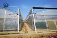 China 90 Percent High Light Transmission PE Film Multi Span Greenhouse for Optimal Photosynthesis... for sale