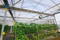 China 90 Percent High Light Transmission PE Film Multi Span Greenhouse for Optimal Photosynthesis... for sale