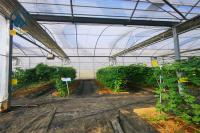 China 10mm Multi-Wall Polycarbonate Covered Greenhouse with Anti-Condensation Coating... for sale