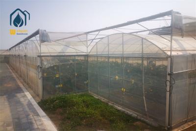 China Water Saving Drip Irrigation Multi Span Greenhouse for Tomato and Pepper Cultivation... for sale