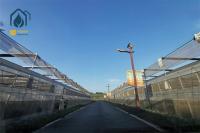 China Water Saving Drip Irrigation Multi Span Greenhouse for Tomato and Pepper Cultivation... for sale