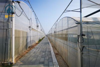 China Complete Hydroponic Multi Span Greenhouse with Nutrient Delivery and Recirculation System... for sale