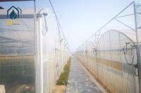 China Deep Water Culture DWC Multi Span Greenhouse for Lettuce and Herb Cultivation WELLGAIN Agricultural Greenhouse Solution for sale