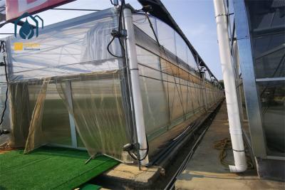 China NFT Hydroponic Multi Span Greenhouse for Leafy Greens Commercial Production WELLGAIN Agricultural Greenhouse Solution for sale