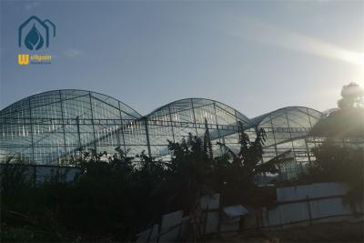 China All Weather Multi Span Greenhouse with Anti-Typhoon Design for Coastal Regions WELLGAIN Agricultural Greenhouse Solution for sale