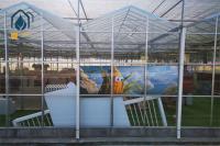 China Intelligent Climate Control Multi Span Greenhouse with Cooling Pad and Exhaust Fan System... for sale