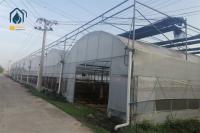 China Gothic Arch Multi Span Greenhouse with High Roof Space for Vertical Farming WELLGAIN Agricultural Greenhouse Solution for sale