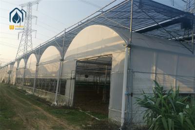 China Multi Span Tunnel Greenhouse 9.6m Width Commercial Farming Solution Custom Length... for sale