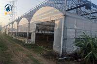 China Large Scale 12m Span Width Multi Span Agricultural Greenhouse with Expandable Bays... for sale