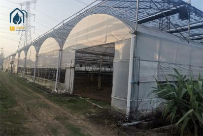 China Large Scale 12m Span Width Multi Span Agricultural Greenhouse with Expandable Bays... for sale