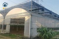 China Modular Multi Span Greenhouse 8m Span Width with Gutter Connected Design WELLGAIN Agricultural Greenhouse Solution for sale
