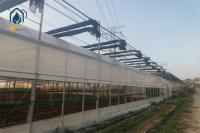 China Modular Multi Span Greenhouse 8m Span Width with Gutter Connected Design WELLGAIN Agricultural Greenhouse Solution for sale