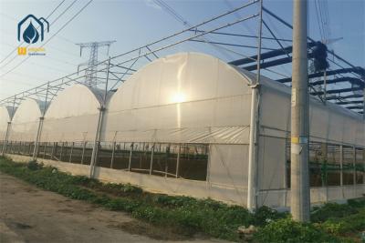 China Large Hot-Dip Galvanized Steel Structure Multi Span Greenhouse with 15-20 Year Lifespan... for sale