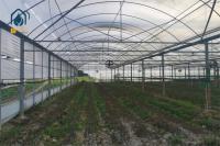 China Heavy Duty Hot-Dip Galvanized Steel Multi Span Greenhouse for Commercial Vegetable Farm... for sale