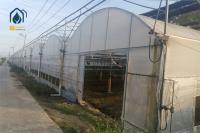 China Multi Span Greenhouse with Full Insect Proof Netting System for sale
