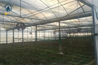 China Multi Span Greenhouse with Pad and Fan Cooling System for Hot Climate for sale
