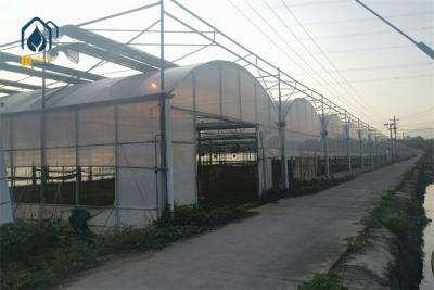 China Multi Span Greenhouse with Integrated Drip Irrigation and Fertigation System for sale