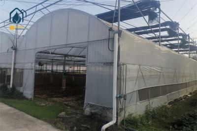 China Venlo Type Multi Span Greenhouse for High-Value Crop Production for sale