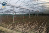 China Venlo Type Multi Span Greenhouse for High-Value Crop Production for sale