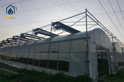 China Large Agricultural Multi Span Greenhouse with Internal Shading System for sale