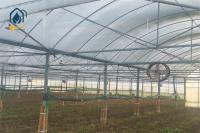 China Large Agricultural Multi Span Greenhouse with Internal Shading System for sale