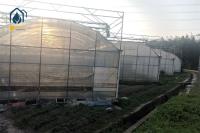 China Multi Span PE Film Greenhouse for Large-Scale Vegetable Production for sale