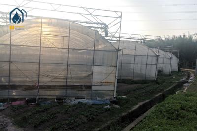 China Multi Span PE Film Greenhouse for Large-Scale Vegetable Production for sale
