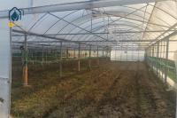 China Multi Span PE Film Greenhouse for Large-Scale Vegetable Production for sale
