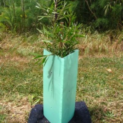China Corflute Corrugated Plastic Tree Wrap 2mm Hard Plastic Tree Guards for sale
