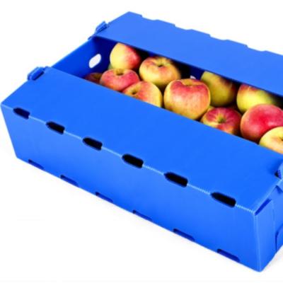 China Blue Coroplast Apple Fruit Packaging Box Polypropylene Moisture Resistant for sale