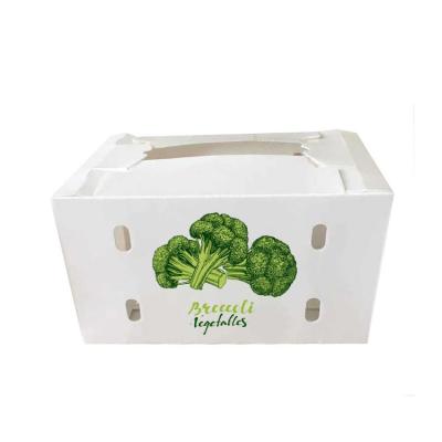 China Foldable Coroplast Tomato Packaging Boxes Reusable Vegetable Packing Box for sale