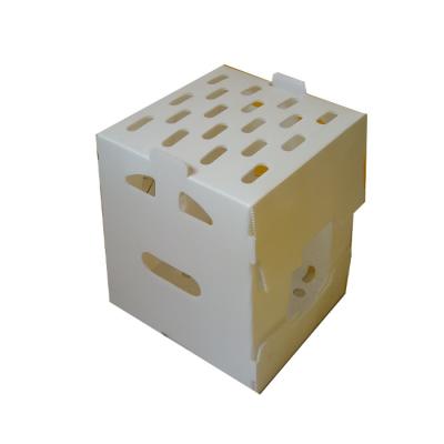 China Polypropylene Vegetable Packaging Box Customized PP Corrugated Plastic Box for sale