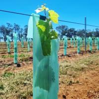China Mantis Fluted Tree Guards – Durable, Eco-Friendly, and Reusable Protection for Young Trees Against Wind, Herbicide Drift, and Foraging Animals, with Customizable Sizes and Optional Logo Printing for sale