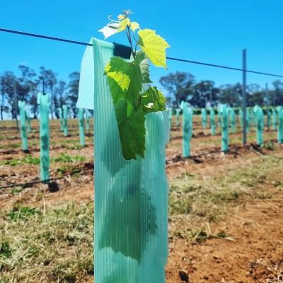 China Mantis Fluted Tree Guards – Durable, Eco-Friendly, and Reusable Protection for Young Trees Against Wind, Herbicide Drift, and Foraging Animals, with Customizable Sizes and Optional Logo Printing for sale