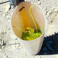 China PP plastic vine guard – Durable PP plant protection tube designed to shield young vines from wind, pests, and physical damage while promoting healthy growth in agricultural and forestry applications. for sale