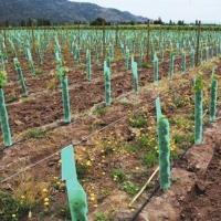 China PP Tree Guard is lightweight, durable, waterproof, and easy to install. It protects young trees from wind, animals, and damage, with customizable sizes, colors, thicknesses, and designs. for sale