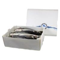 China PP corrugated plastic boxes for cold chain transport—lightweight, waterproof, durable, reusable, and built to protect products during handling and delivery. for sale