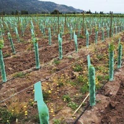 China Corflute Tree Guard is a durable outdoor protection solution designed to protect young grapevines from animals, wind, and other environmental factors. for sale