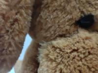 China Microwave Heated Dog Plush Toy 100% PP Cotton Filling Soft Plush Doll for Kids for sale