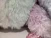China Recording & Repeating Tie Dye Sloth Vividly Colored Plush Toy Sloth That Can Talk for sale