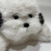 China Lying White Puppy Plush Toy Long Fur Healing Dog Doll Soft Soothing Hugging Pillow for sale