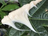 China Industrial Field High Temperature Grease Automatic General Lubricant for Multi Purpose for sale
