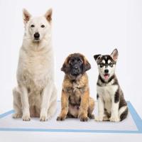 China Comfortable Cheap Disposable Pet Training Pads Pet Pee Pad for sale