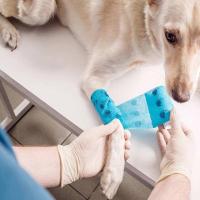 China Bulk Wholesale Custom Size Medical Supplies Non Woven Easy Tear Self Adhesive Vet Wrap Cohesive Elastic Bandage for sale
