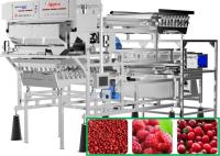 China Belt Type Lower Damage Raspberry Cranberry Coffee Cherry Sorting Machine 220V 50Hz for sale