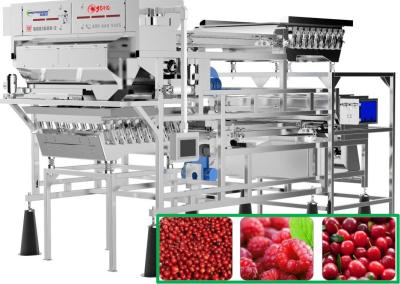 China Belt Type Lower Damage Raspberry Cranberry Coffee Cherry Sorting Machine 220V 50Hz for sale