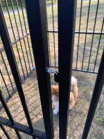 China Metal kennel outdoor large dog cage easy to clean and rustproof with lockable dog door with waterproof & anti-UV cover for sale