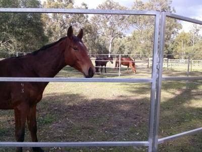 China Australia Hot dipped galvanized 1.8m height  livestock steel horse fence panels for sale