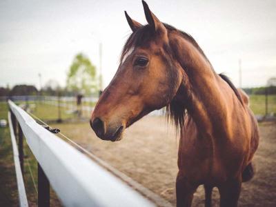 China Top quantity galvanized heavy duty used horse fence panels 1.8X2.1M for sale